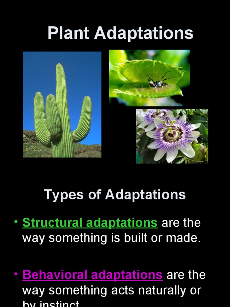 Types Of Plant Adaptations Explained Pdf Trees Plants