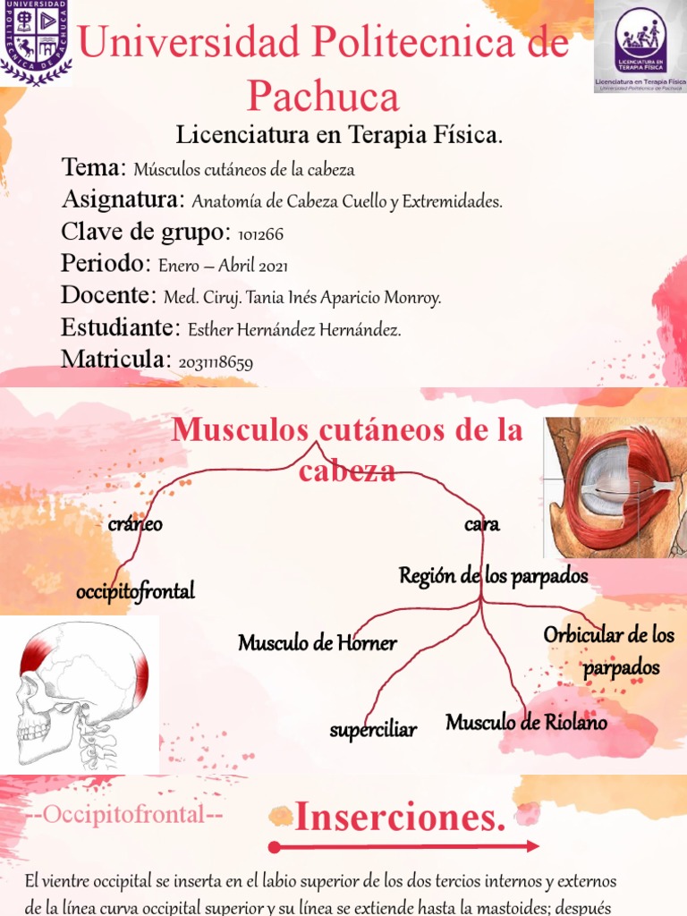 2 Musculos Cutaneos de La Cabeza | PDF | Anatomía humana | Anatomía