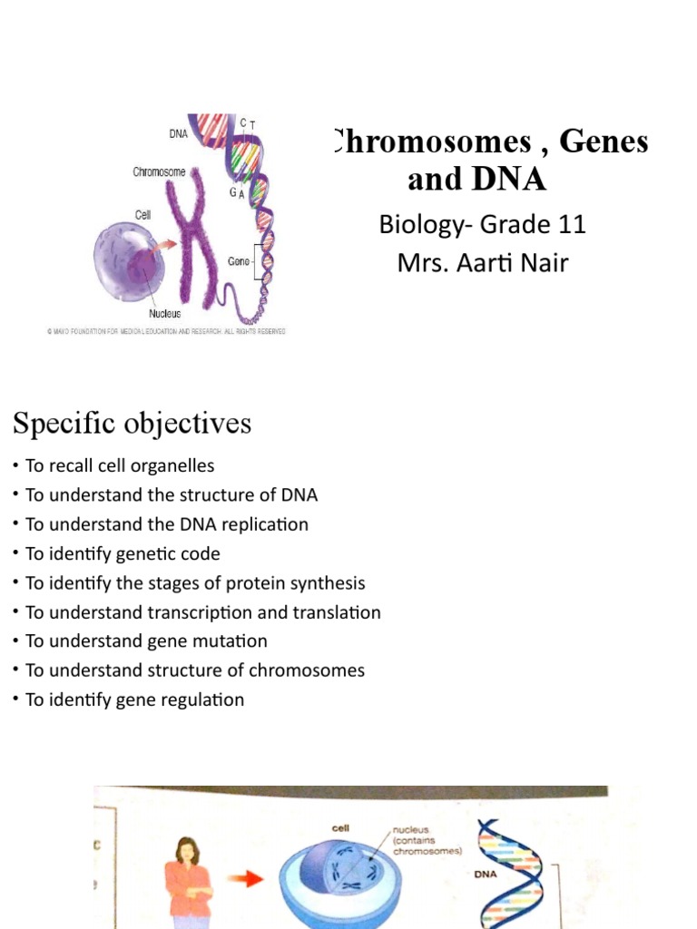 Chromosomes, Genes and DNA: Biology-Grade 11 Mrs. Aarti Nair | PDF ...