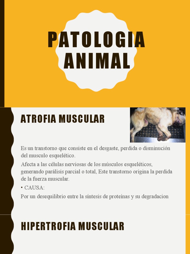 Patologías Musculares en Animales | PDF | Relaciones personales ...