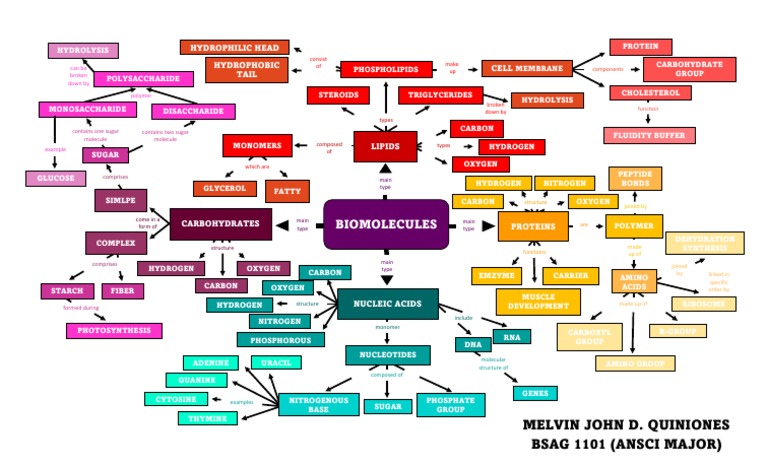 Biomolecules Concept Map | PDF | Biomolecules | Carbohydrates