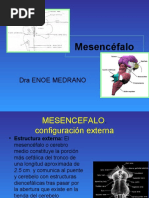 Anatomía del Tectum y Tegmentum | PDF | Anatomía | Cerebro
