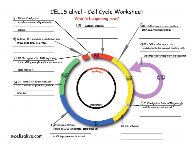 Cell - Cycle Assignment | PDF