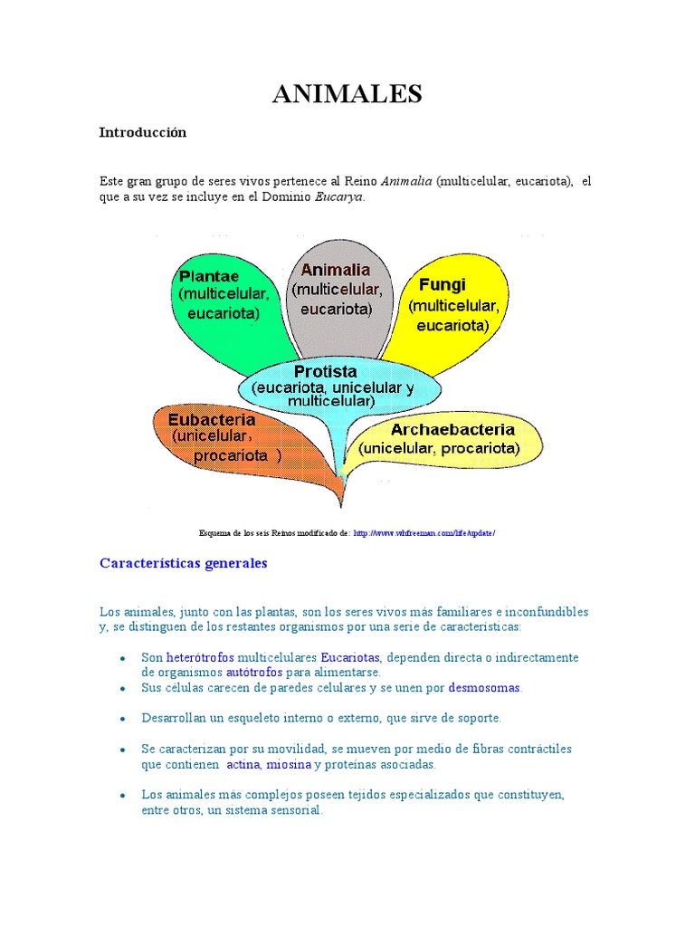 Animales Celomados | PDF | Eucariotas | Biología