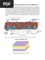 Plasma Membrane Presentation | PDF | Cell Membrane | Cell (Biology)