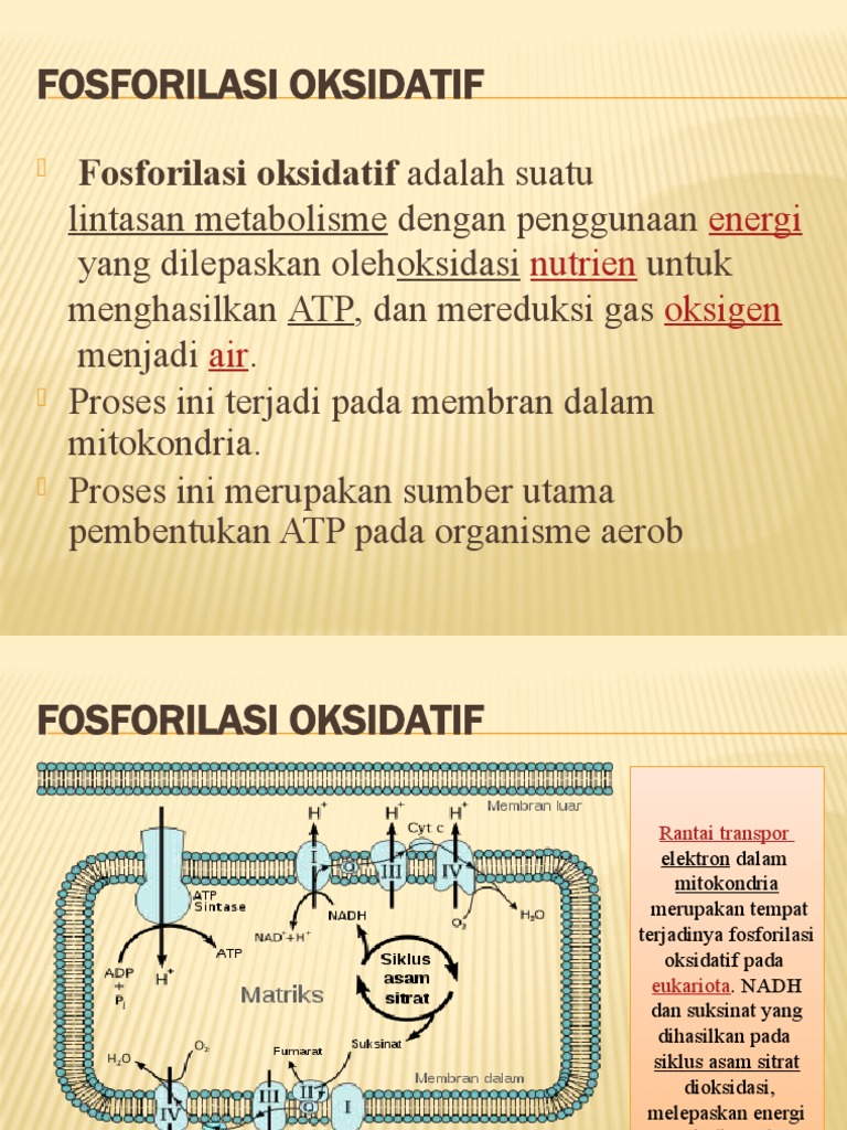 Fosforilasi Oksidatif | PDF | Sains & Matematika