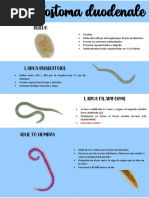 Metodo de Stoll | PDF | Anatomia animal | Naturaleza