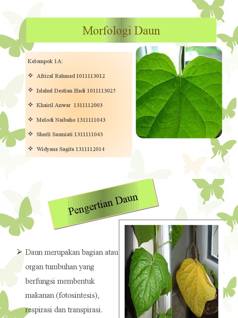 Morfologi Daun | PDF | Sains & Matematika