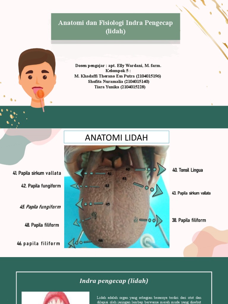 Anatomi Dan Fisiologi Lidah | PDF