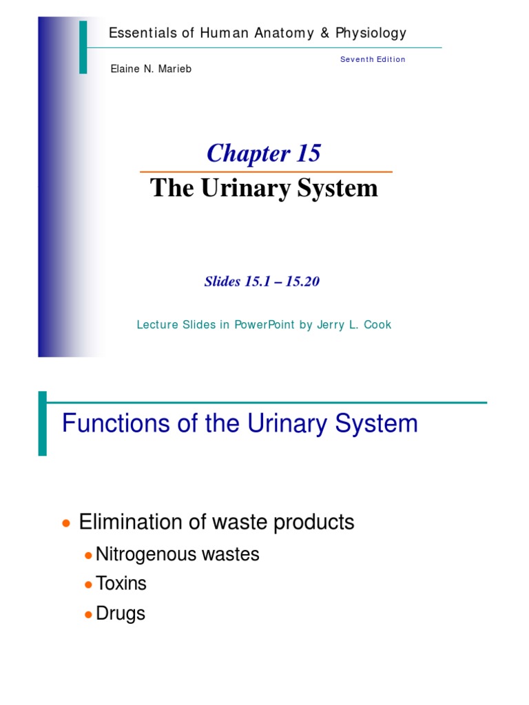 CHAPTER 15 The Urinary System | PDF | Kidney | Human Anatomy