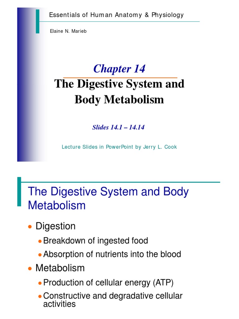 CHAPTER 14 The Digestive System | PDF | Stomach | Human Digestive System
