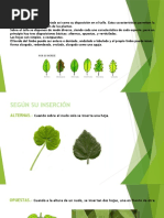 Guia Forma, Base, Borde, Apice | PDF | Hoja | Morfología Vegetal