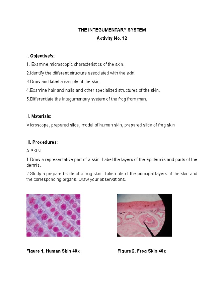The Integumentary System | PDF | Skin | Integumentary System