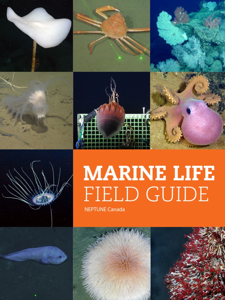 Weird Deep Sea Creatures | PDF