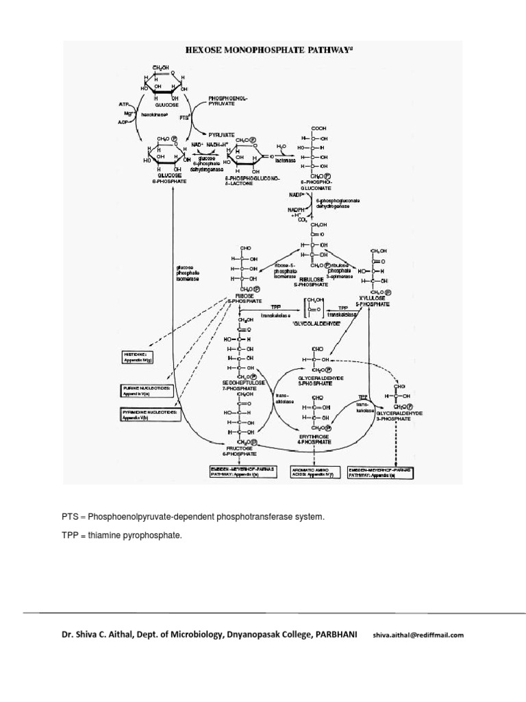 Hexose Monophosphate Shunt | Metabolic Pathway | Citric Acid Cycle