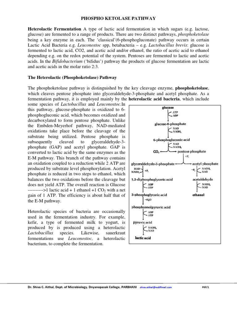 Phospho Ketolase Pathway | PDF | Fermentation | Metabolic Pathway