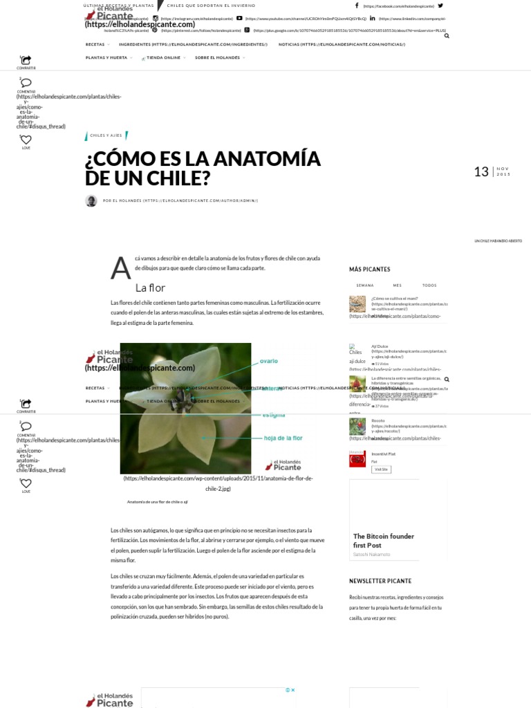 ¿Cómo Es La Anatomía de Un Chile | PDF | Ají picante | Flores