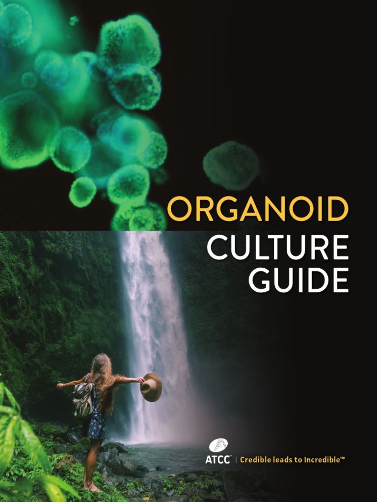 Organoid Culture Guide | PDF | Extracellular Matrix | Cell Culture