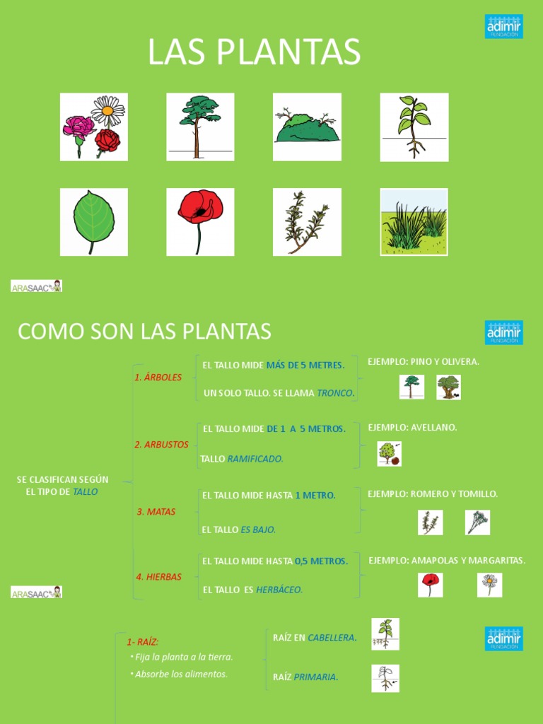 13 Power Point Las Plantas 1 | PDF | Plantas | Tallo de la planta