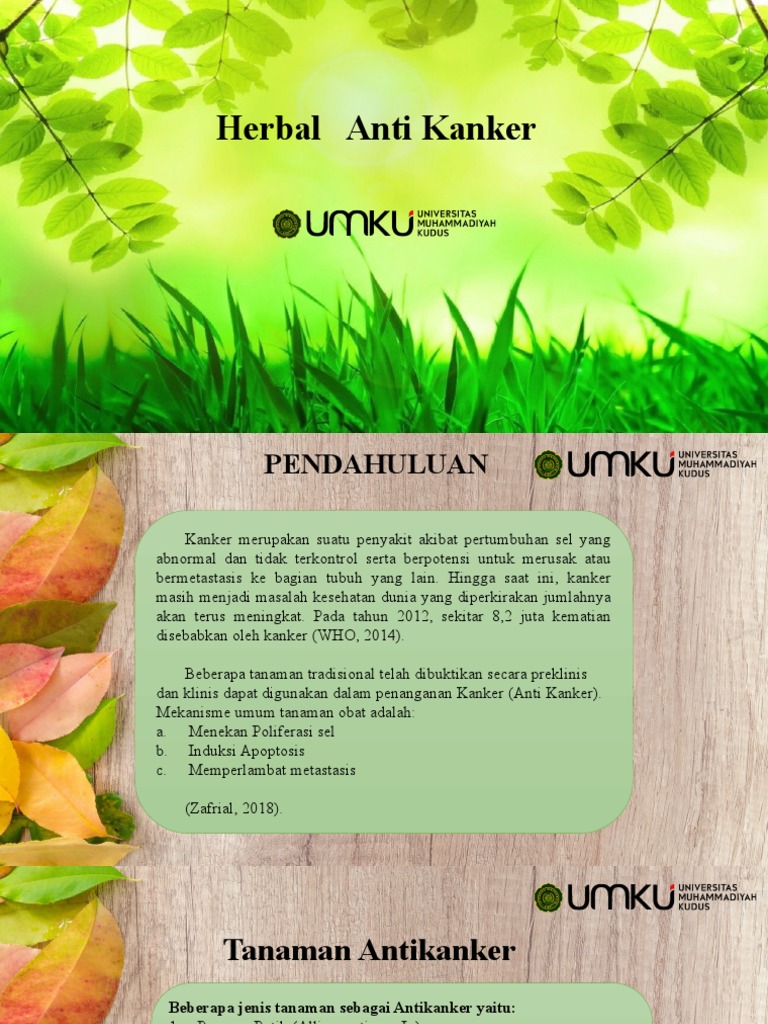 Tanaman Herbal Anti Kanker | PDF