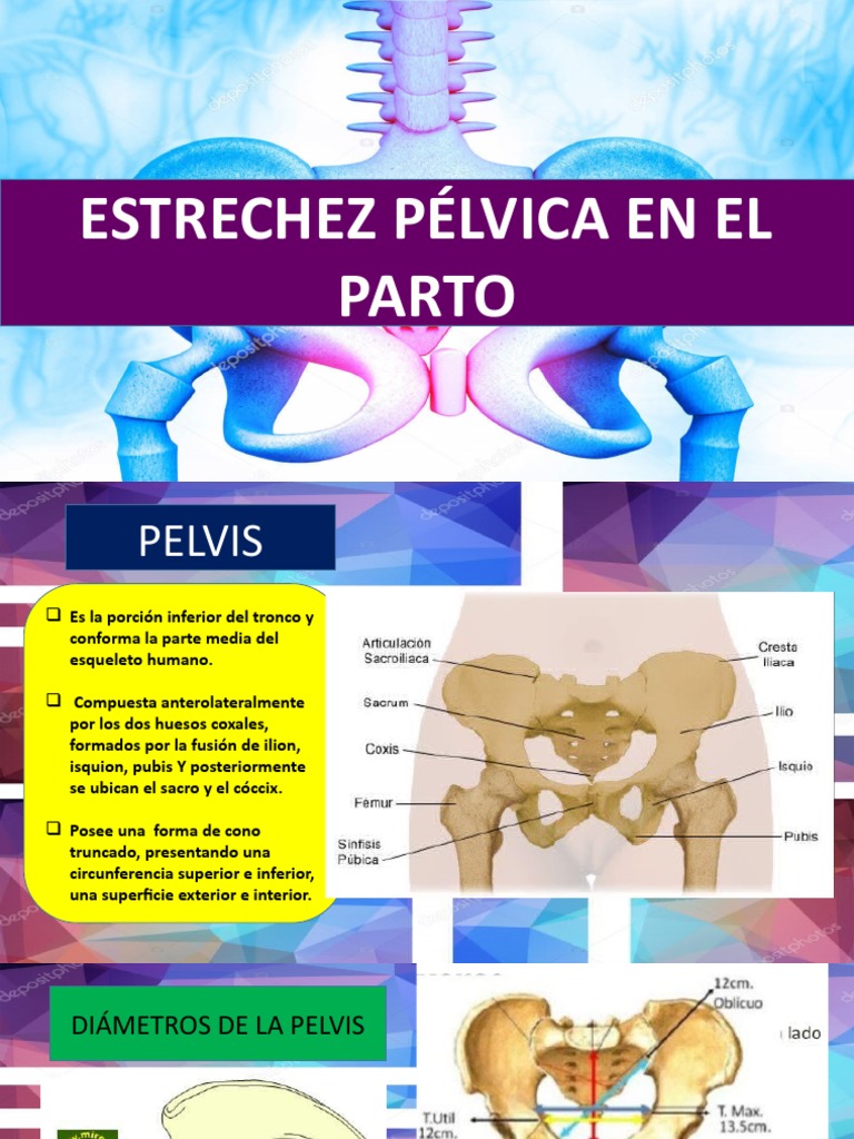 Estrechez Pelvica. Anatomia Ii | PDF | Pelvis | Sistema musculoesquelético