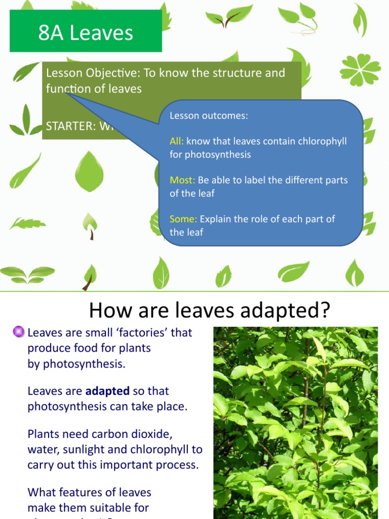 8A Leaves: Lesson Objective: To Know The Structure and Function of ...