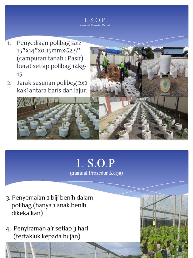 Sop Benih | PDF