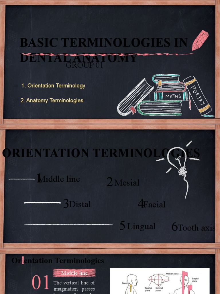 Dental Anatomy Orientation Terms | PDF | Tooth | Mouth