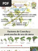 Morfología de Frutos: Silicua y Cipsela | PDF | Fruta | Morfología Vegetal