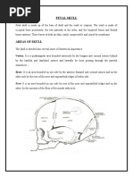 Fetal Skull Diameter Measurements | PDF