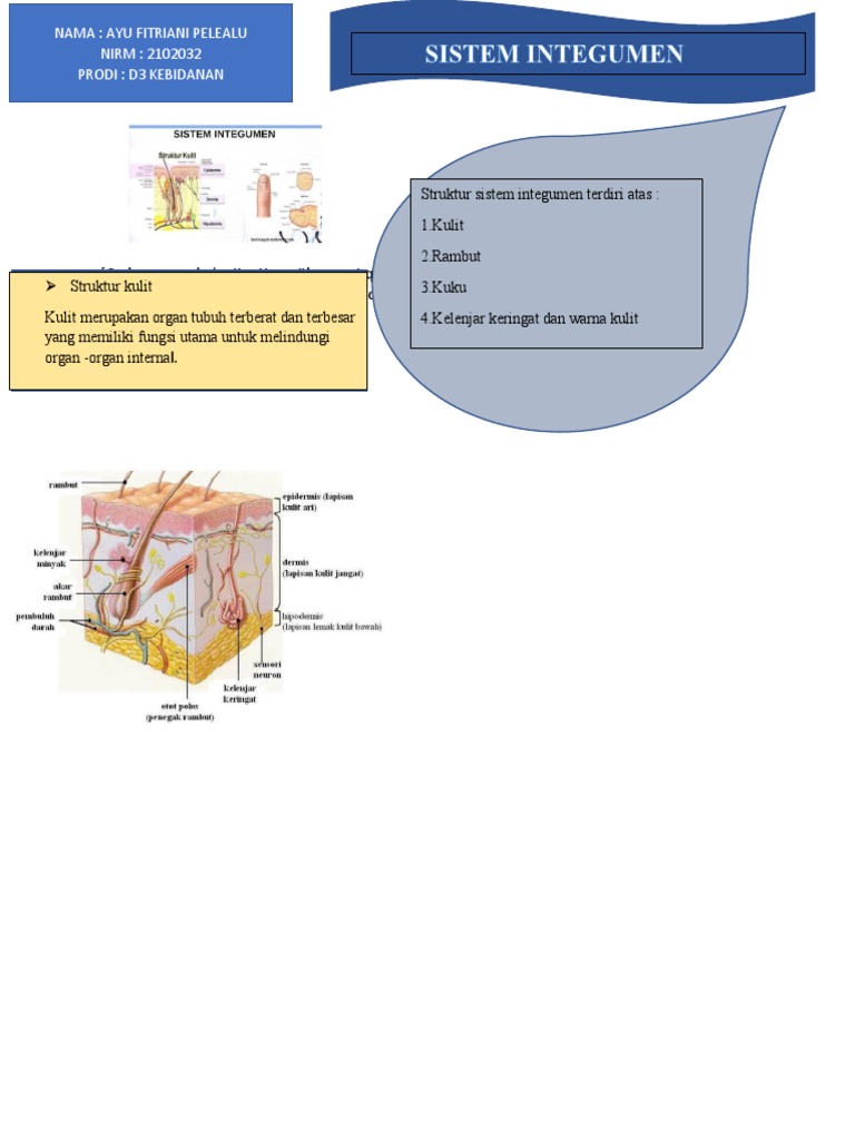Poster Sistem Integumen | PDF