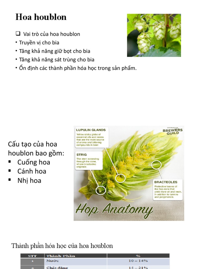 Hoa Houblon | PDF