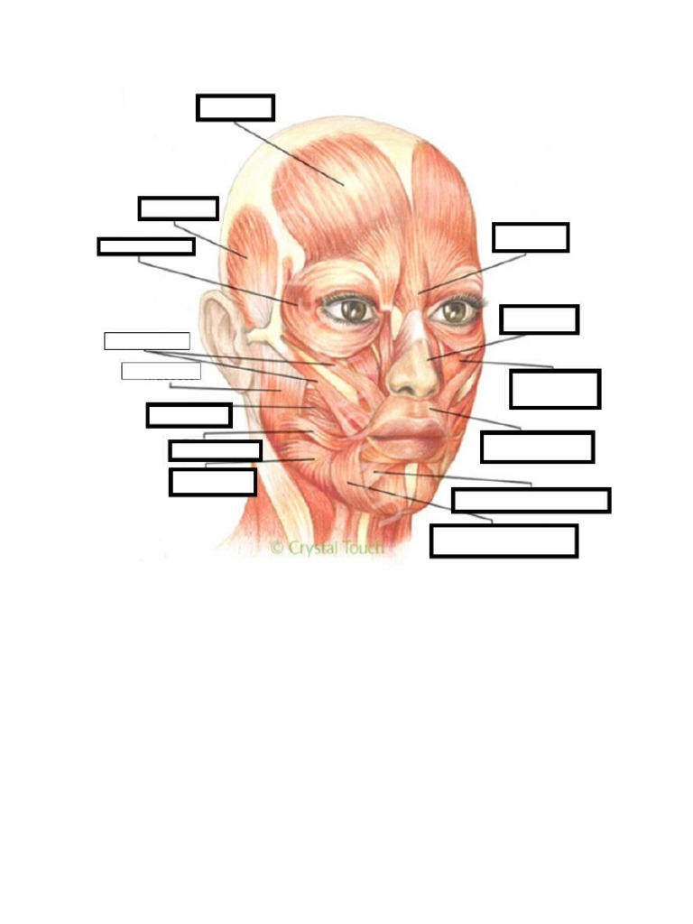 Practice Oral Exam Muscular System | PDF