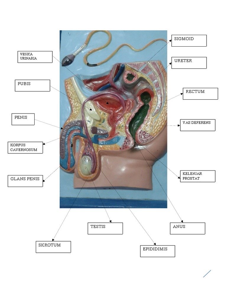 Osca Anfis 2015 | PDF
