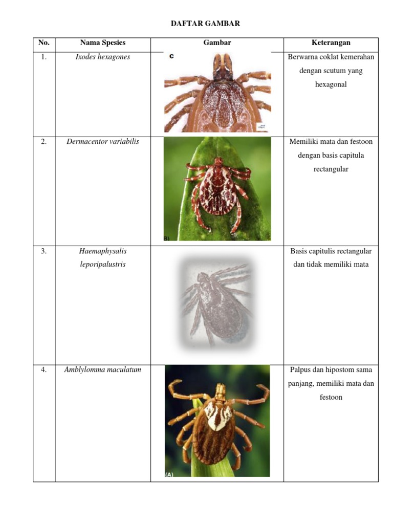 Daftar Gambar Ektoparasit 3 | PDF