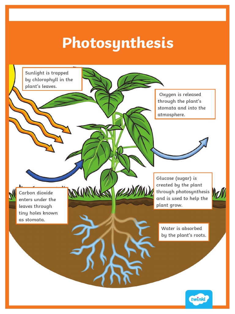 Photosynthesis-Poster Ver 1 | PDF
