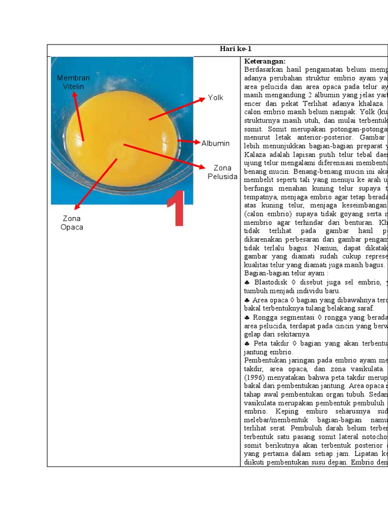 PERKEMBANGAN AWAL EMBRIO TELUR AYAM PADA HATI KE-1 DAN KE-2 | PDF