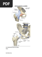 Articulación Coxofemoral Cuadro Integrador | PDF | Rodilla | Cadera