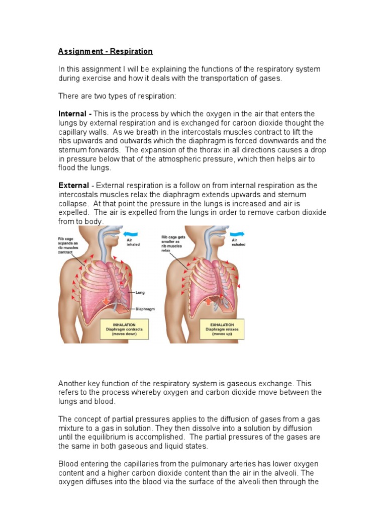 Assignment respiratory during exercise | Respiratory System | Breathing