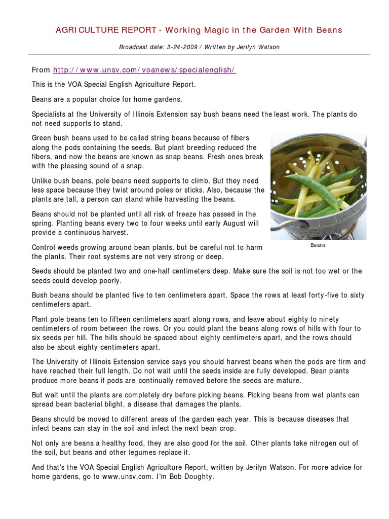 Growing and Harvesting Beans Guide | PDF | Bean | Legume