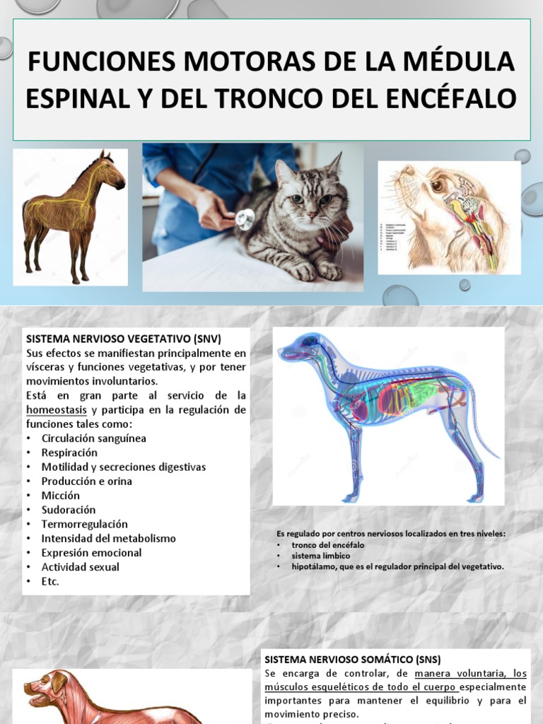 Funciones Motoras del Sistema Nervioso | PDF | Neurona | Cerebro
