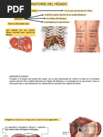 Anatomía del Recto y Ano | PDF | Recto | Pelvis