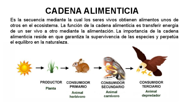 Cadena Alimenticia | PDF