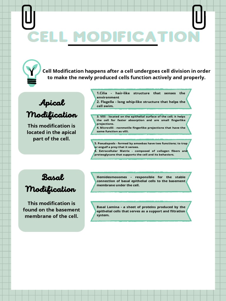 Cell Modification | Download Free PDF | Epithelium | Cell Membrane