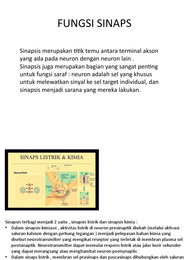 Fungsi Sinaps | PDF