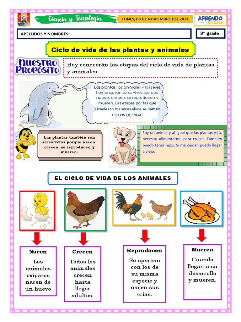 Ciclo de Vida de La Planta y Animales | PDF | Hogar, jardinería y ...