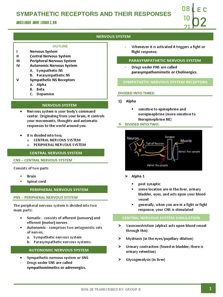 Sympathetic Receptors and Their Responses: Nervous System | PDF ...