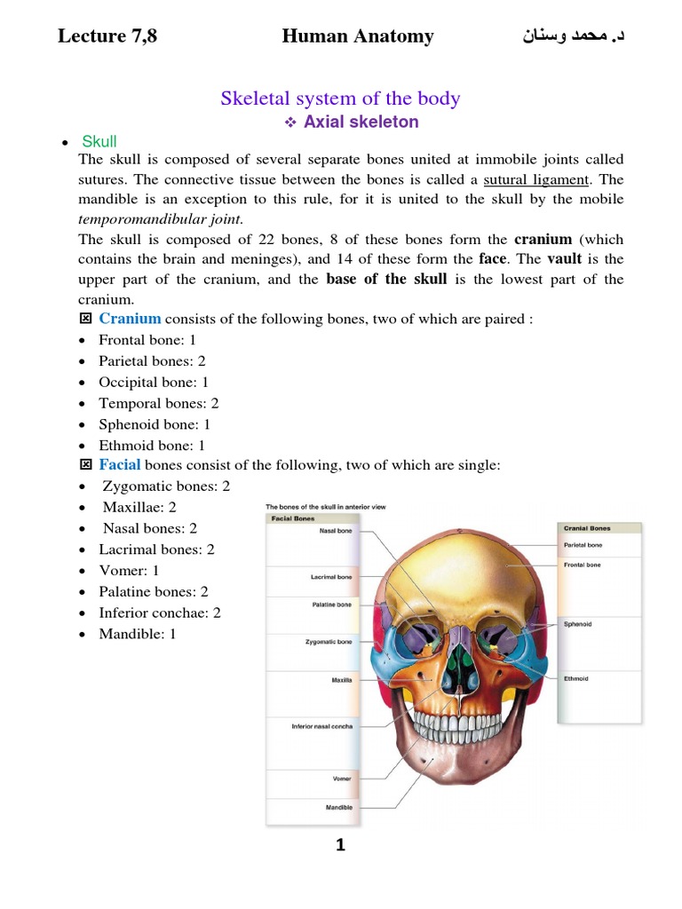 04 Human Anatomy 1st Year | PDF | Skull | Human Head And Neck