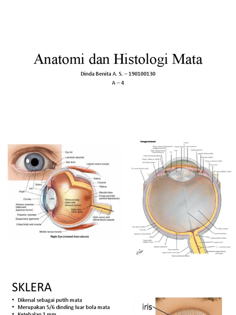 Anatomi Histologi Mata | PDF