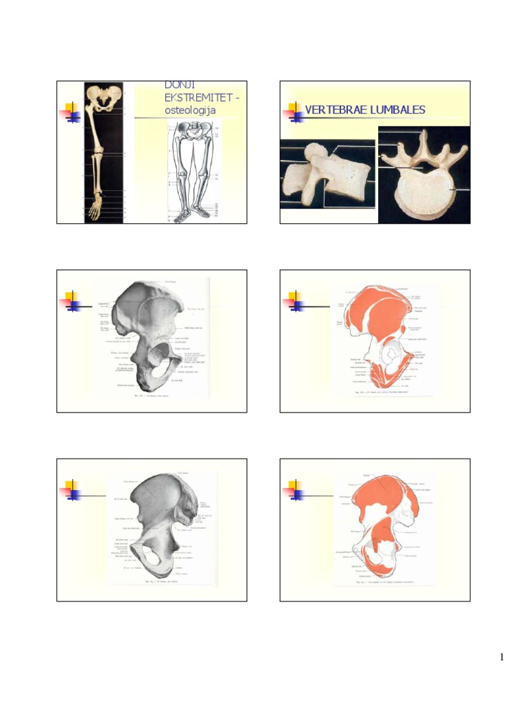 Kosti Noge I Stopala | PDF